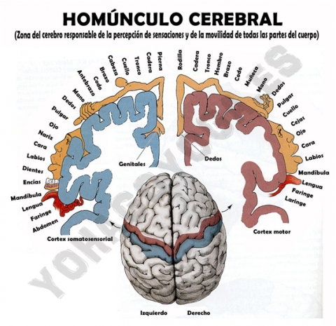 Homúnculo Cerebral - yohagoyoga.es